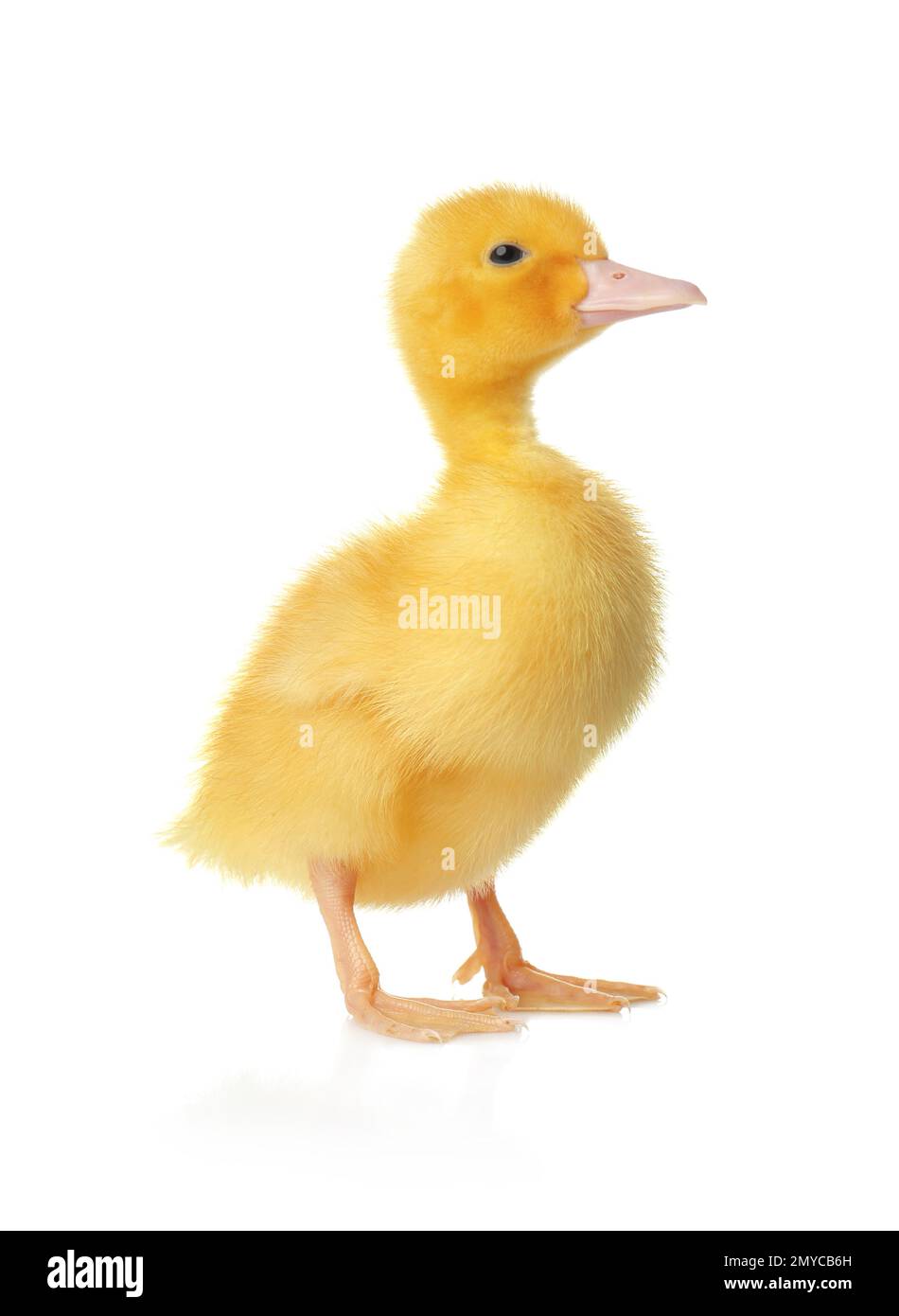 Cute fluffy gosling on white background. Farm animal Stock Photo - Alamy