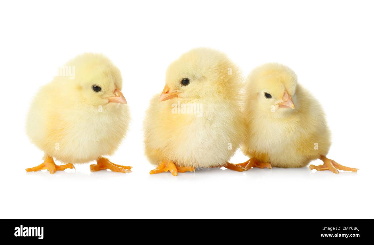 Cute fluffy baby chickens on white background. Farm animals Stock Photo - Alamy