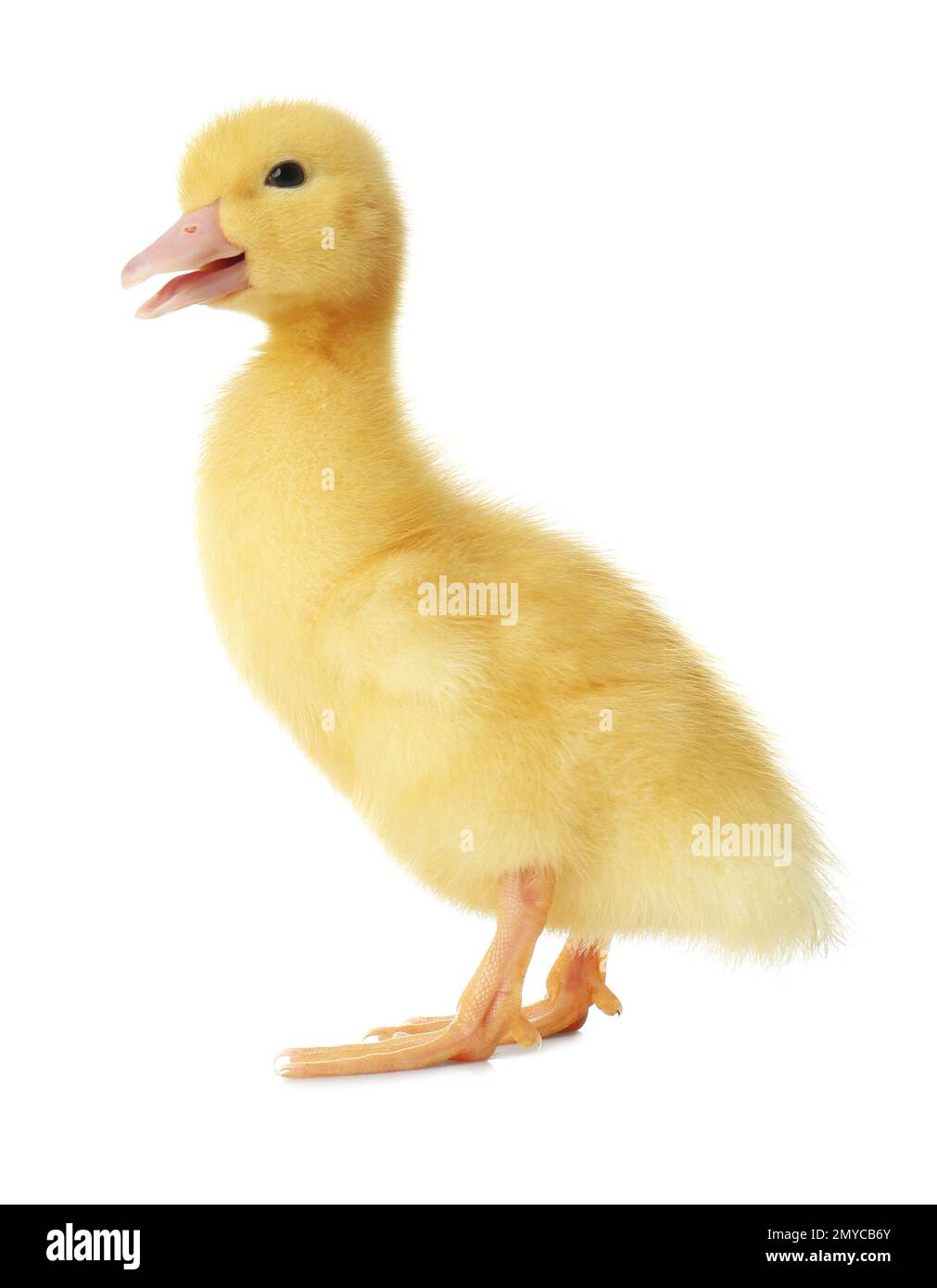 Cute fluffy gosling on white background. Farm animal Stock Photo - Alamy