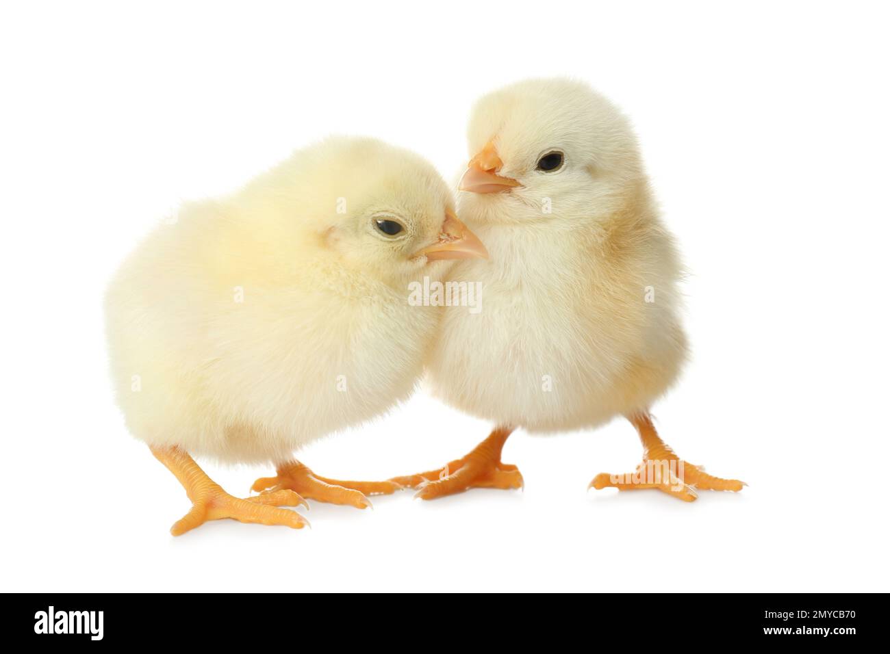 Cute fluffy baby chickens on white background. Farm animals Stock Photo - Alamy