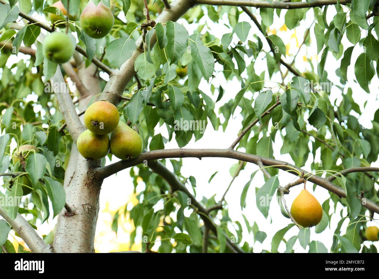 Pear tree with ripe fruits in garden Stock Photo - Alamy
