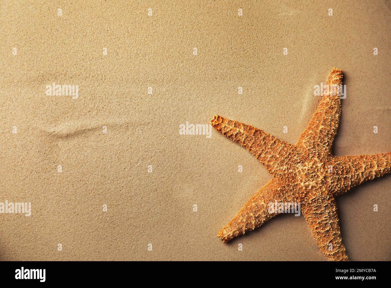 Beautiful starfish on sand, top view. Space for text Stock Photo - Alamy