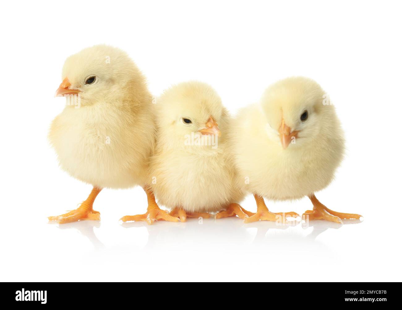 Cute fluffy baby chickens on white background. Farm animals Stock Photo ...