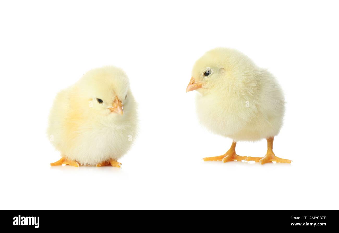 Cute fluffy baby chickens on white background. Farm animals Stock Photo - Alamy