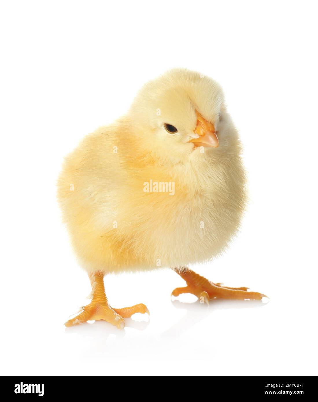Cute fluffy baby chicken on white background. Farm animal Stock Photo ...