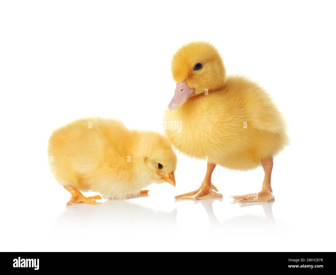 Cute baby chicken and gosling on white background. Farm animals Stock ...