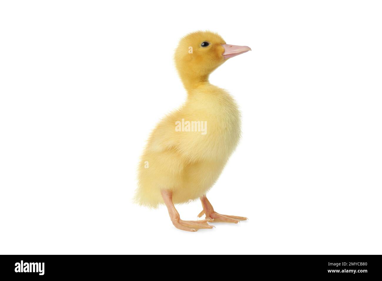 Cute fluffy gosling on white background. Farm animal Stock Photo - Alamy