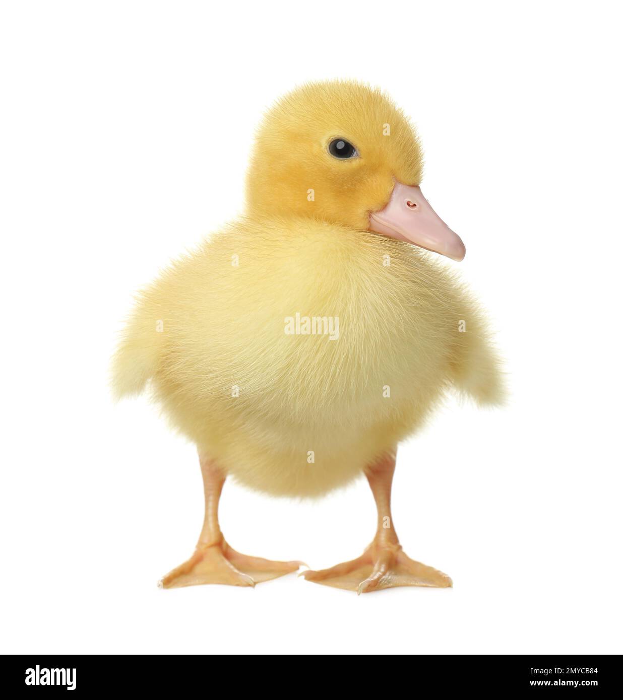 Cute fluffy gosling on white background. Farm animal Stock Photo - Alamy