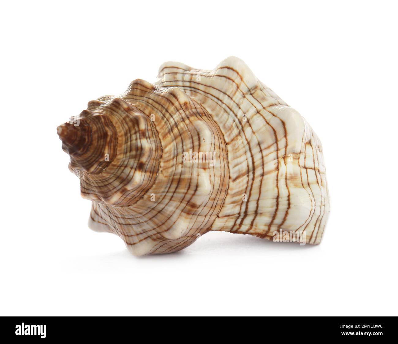 Beautiful exotic sea shell isolated on white Stock Photo - Alamy