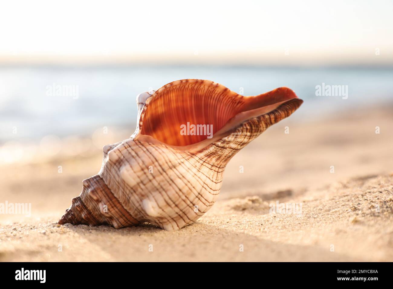 Beautiful exotic sea shell on sandy beach Stock Photo - Alamy