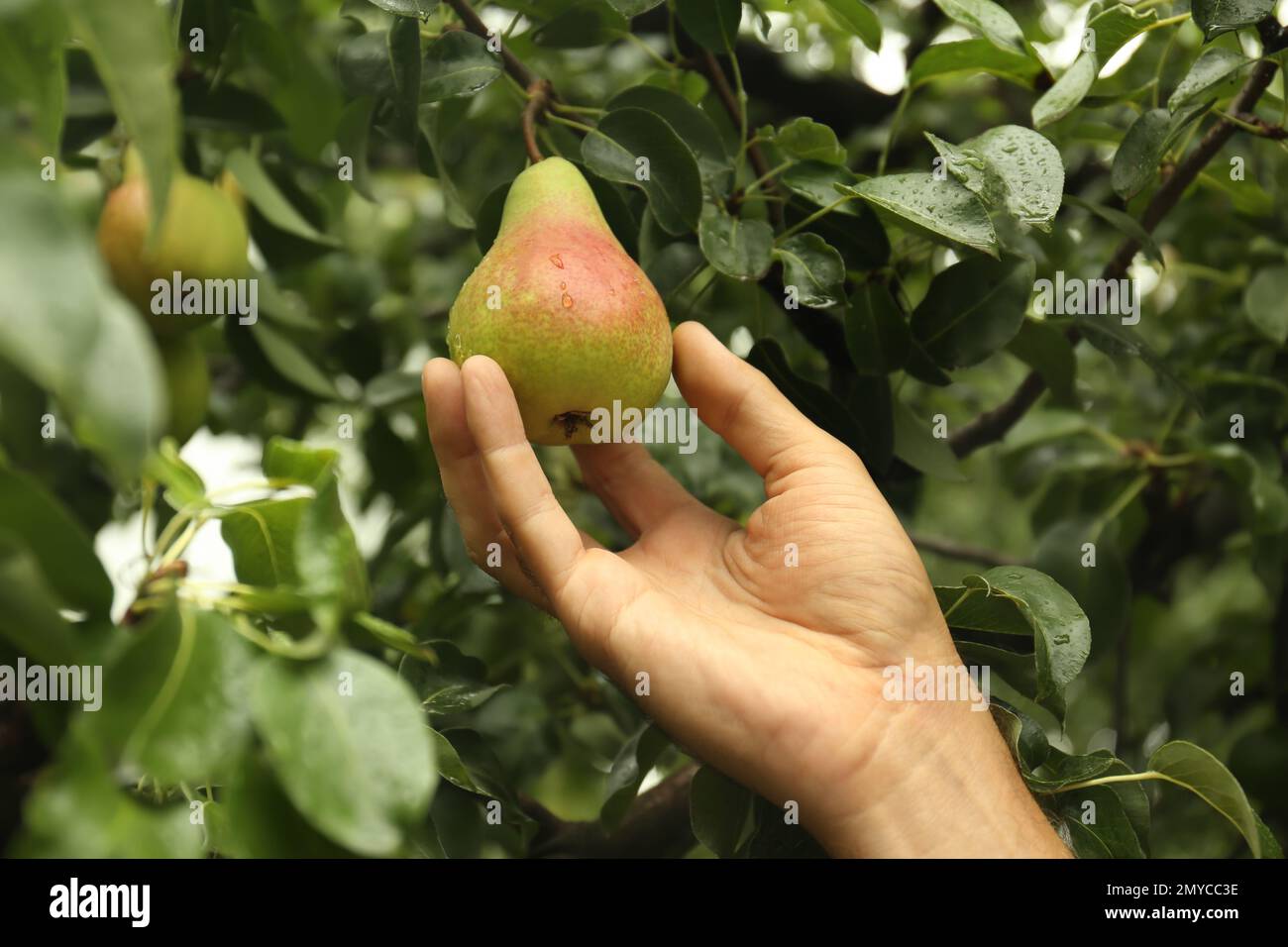 Woman picking pear from tree in orchard, closeup Stock Photo - Alamy