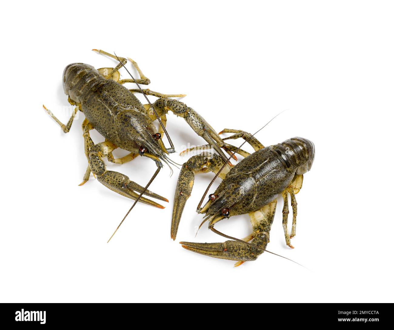 Fresh raw crayfishes isolated on white, top view. Healthy seafood Stock ...
