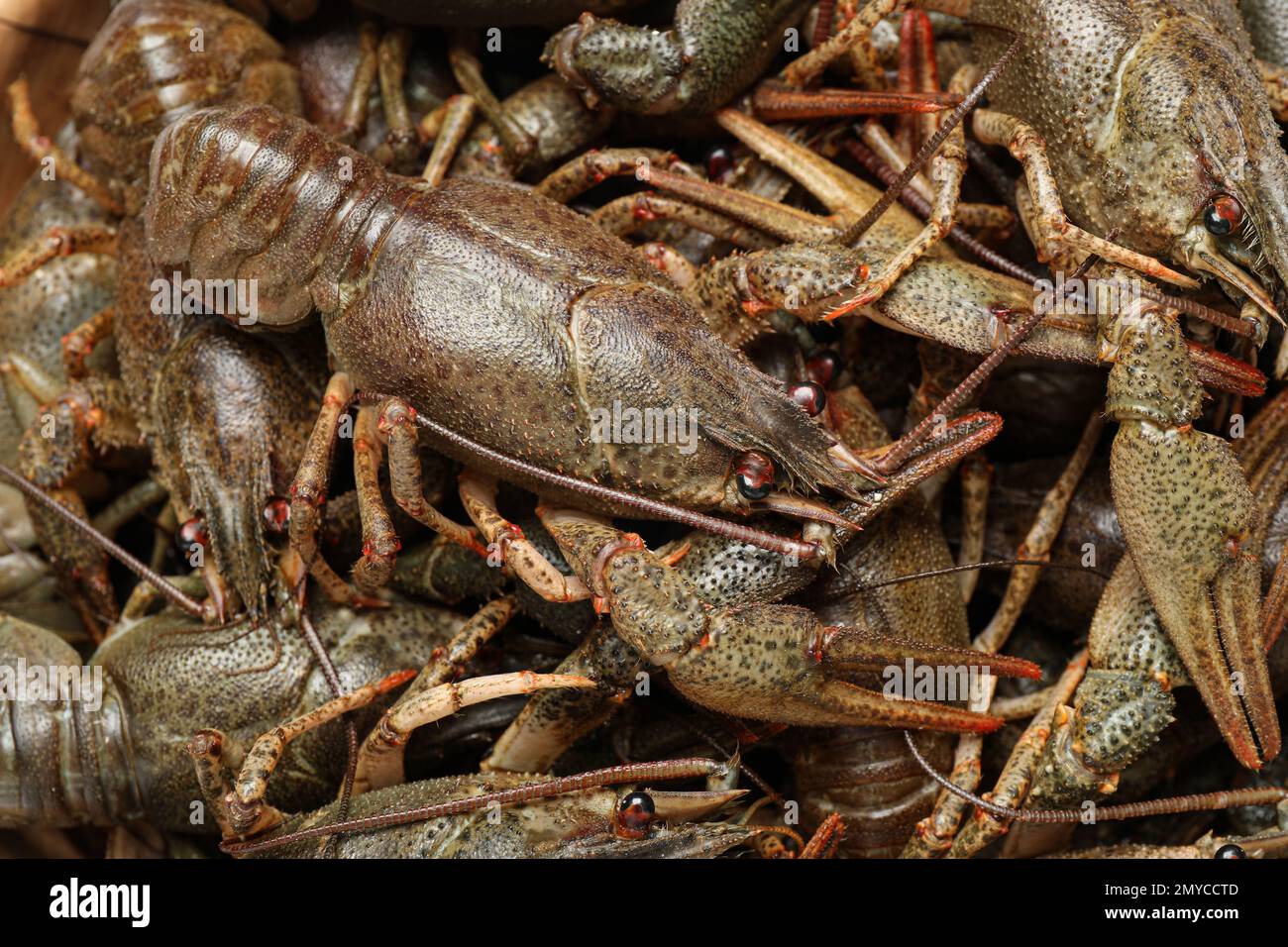 Fresh raw crayfishes as background, closeup. Healthy seafood Stock ...