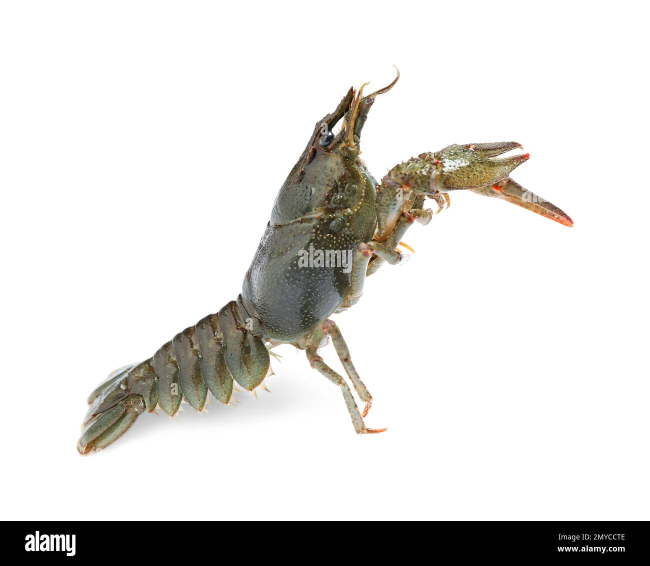 Fresh raw crayfish isolated on white. Healthy seafood Stock Photo - Alamy