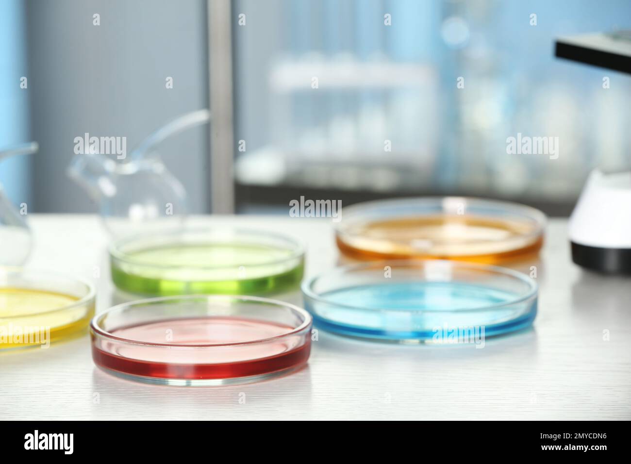 Petri dishes with liquid samples on table. Laboratory analysis Stock ...