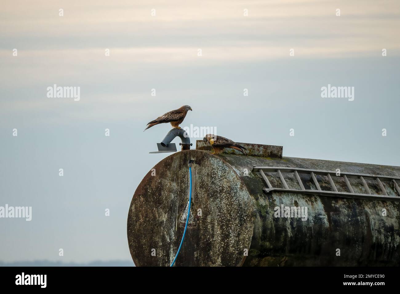 Pair red kites in flight hi-res stock photography and images - Alamy