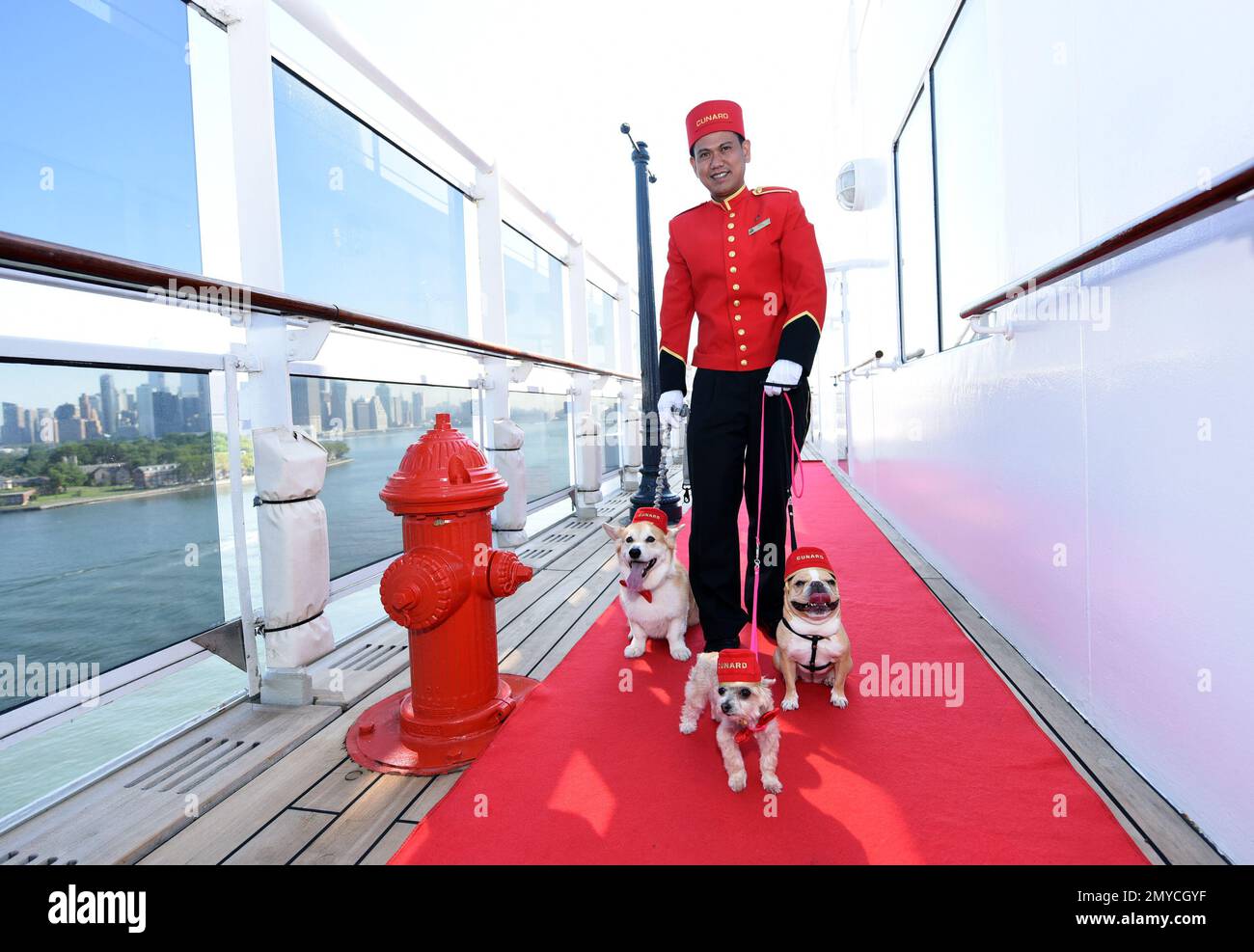 IMAGE DISTRIBUTED FOR CUNARD - Kennel master Oliver Cruz walks Chloe ...