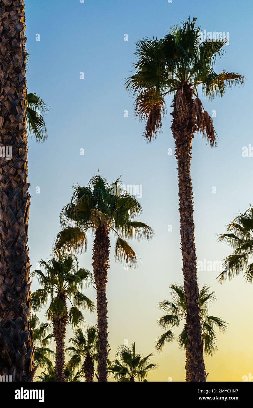 Palm trees in the seafront of Malaga, Andalusia, Spain Stock Photo - Alamy