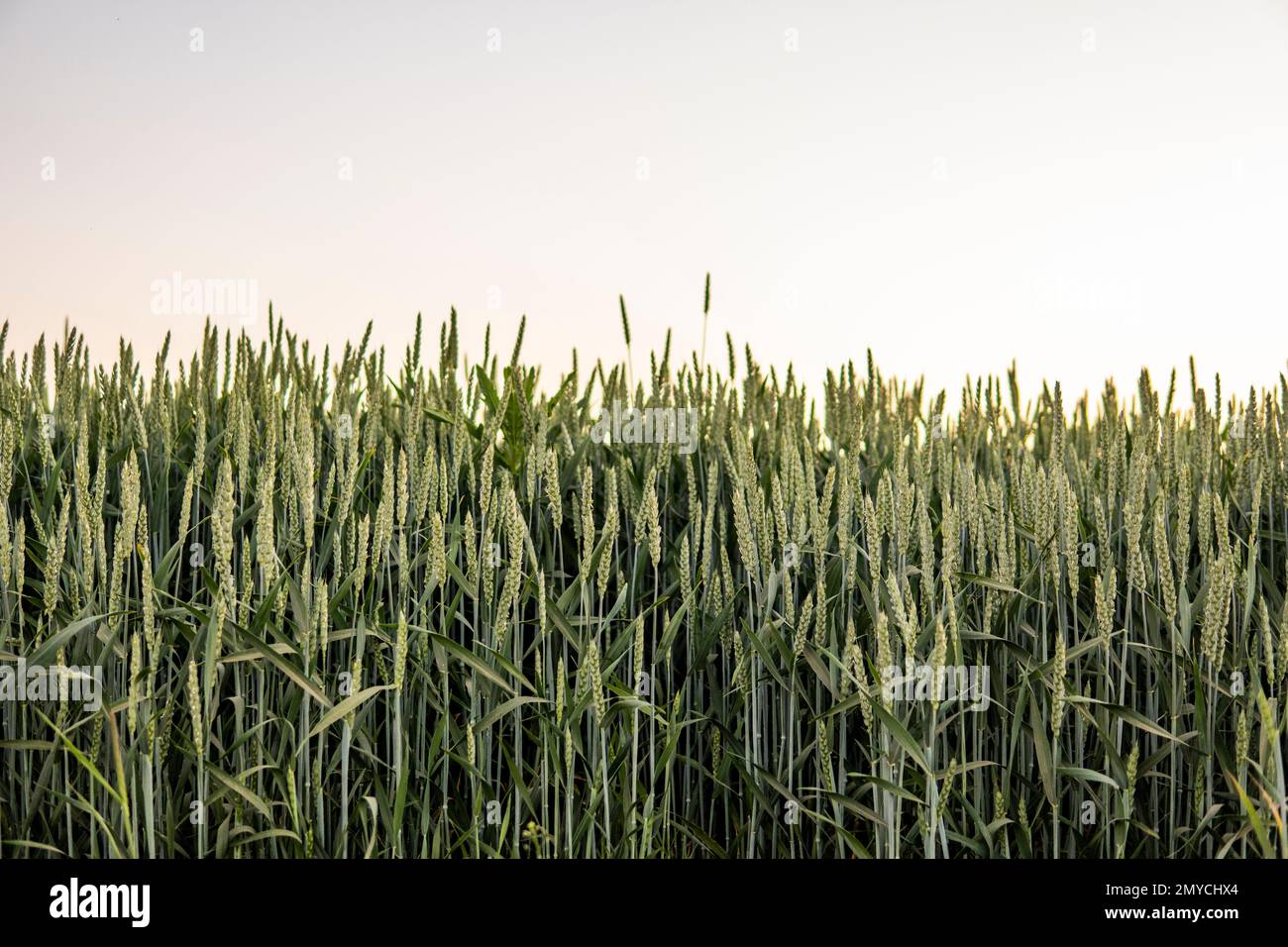 Wheat field. Agriculrute. The concept of agriculture, healthy eating ...