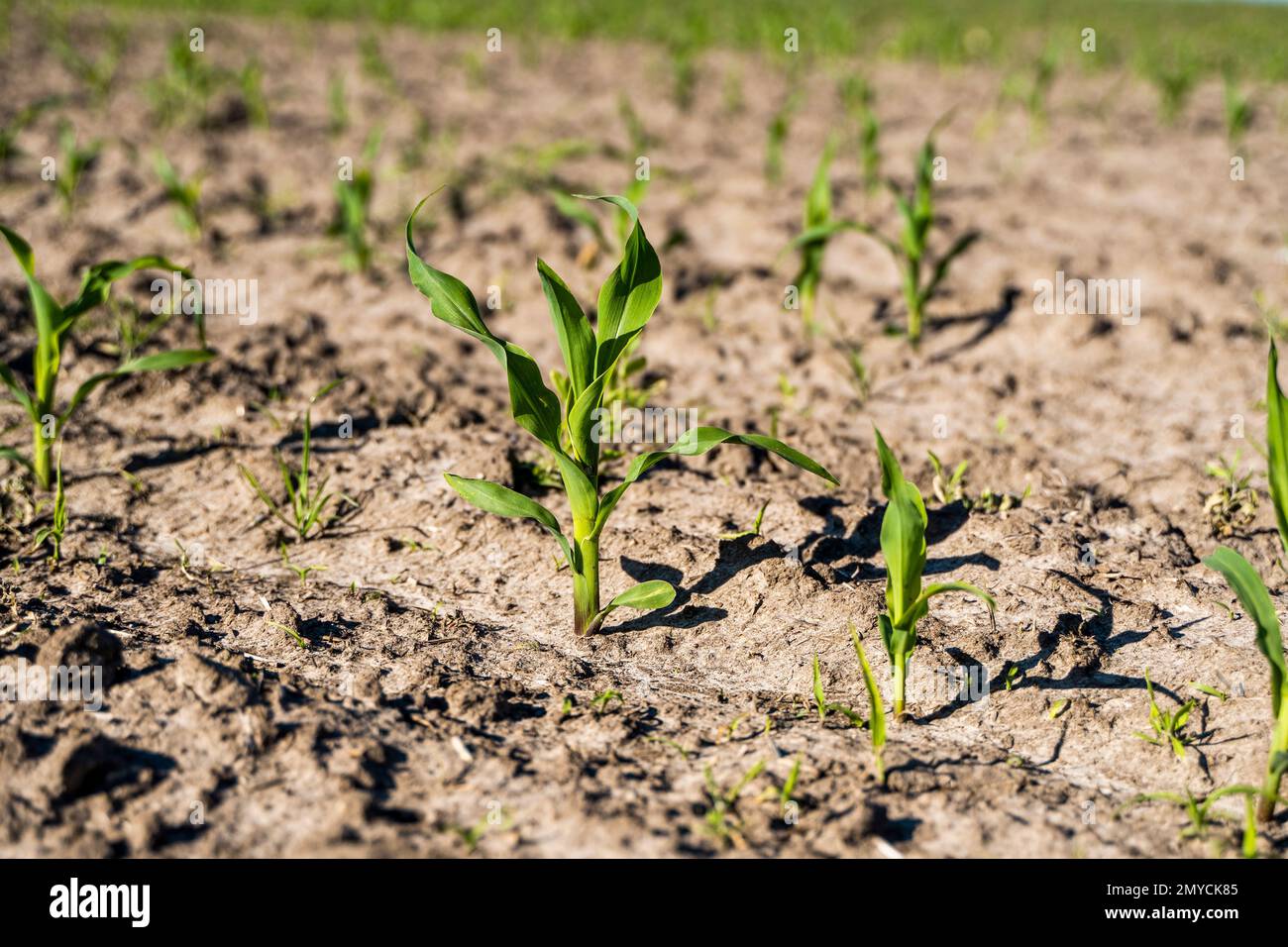 Rows of young corn shoots on a cornfield. Agriculture, agricultural ...