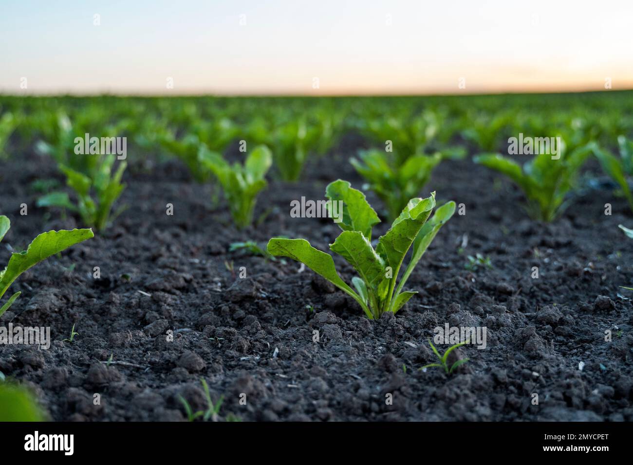 Growing rows fresh beet sprouts hi-res stock photography and images - Alamy