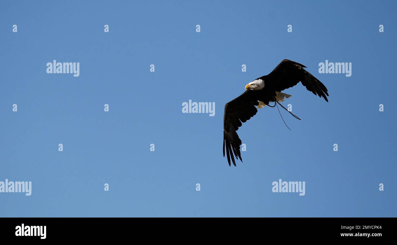 A bald eagle from the Los Angeles Zoo flies around the stadium, then to ...