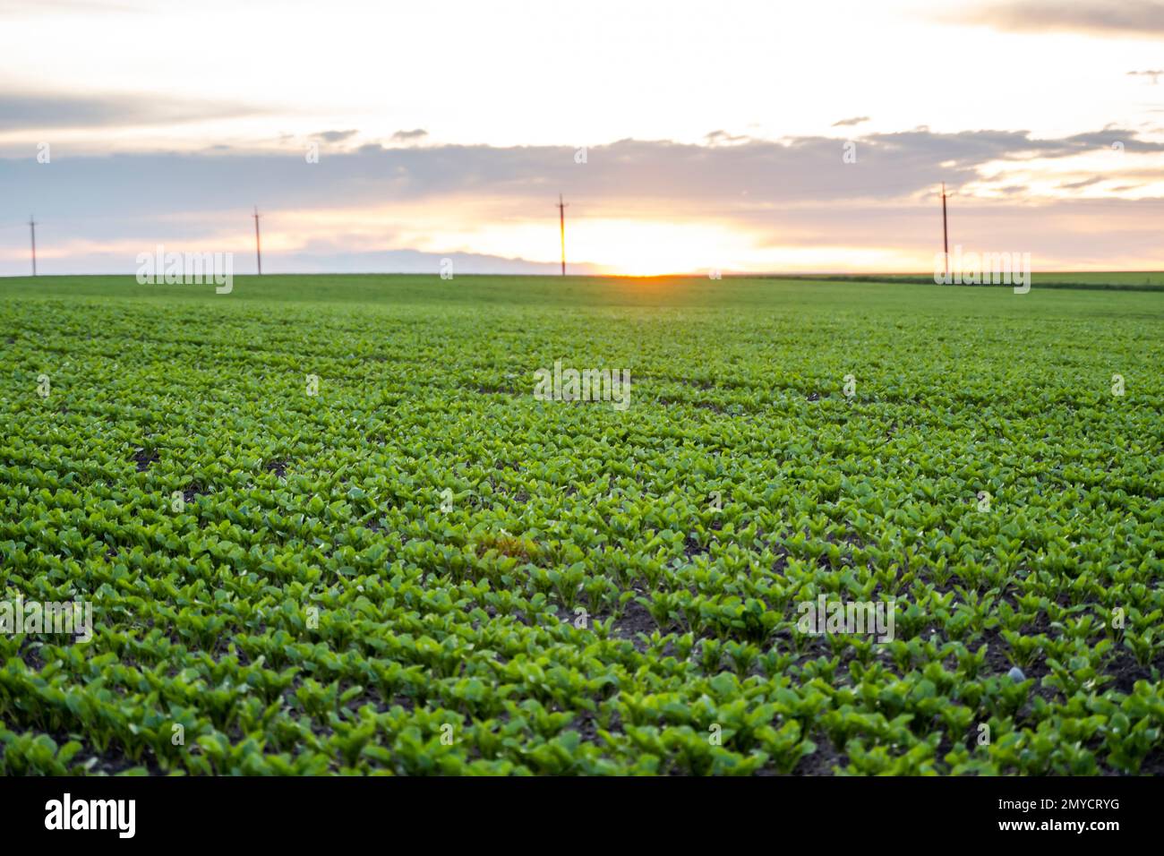 Young beet plants in spring. Cultivation of beet. The bed of beet ...