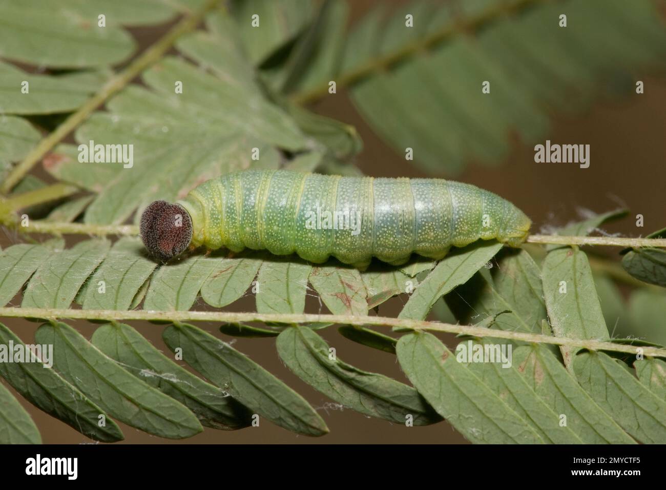 Acacia skipper butterfly hi-res stock photography and images - Alamy