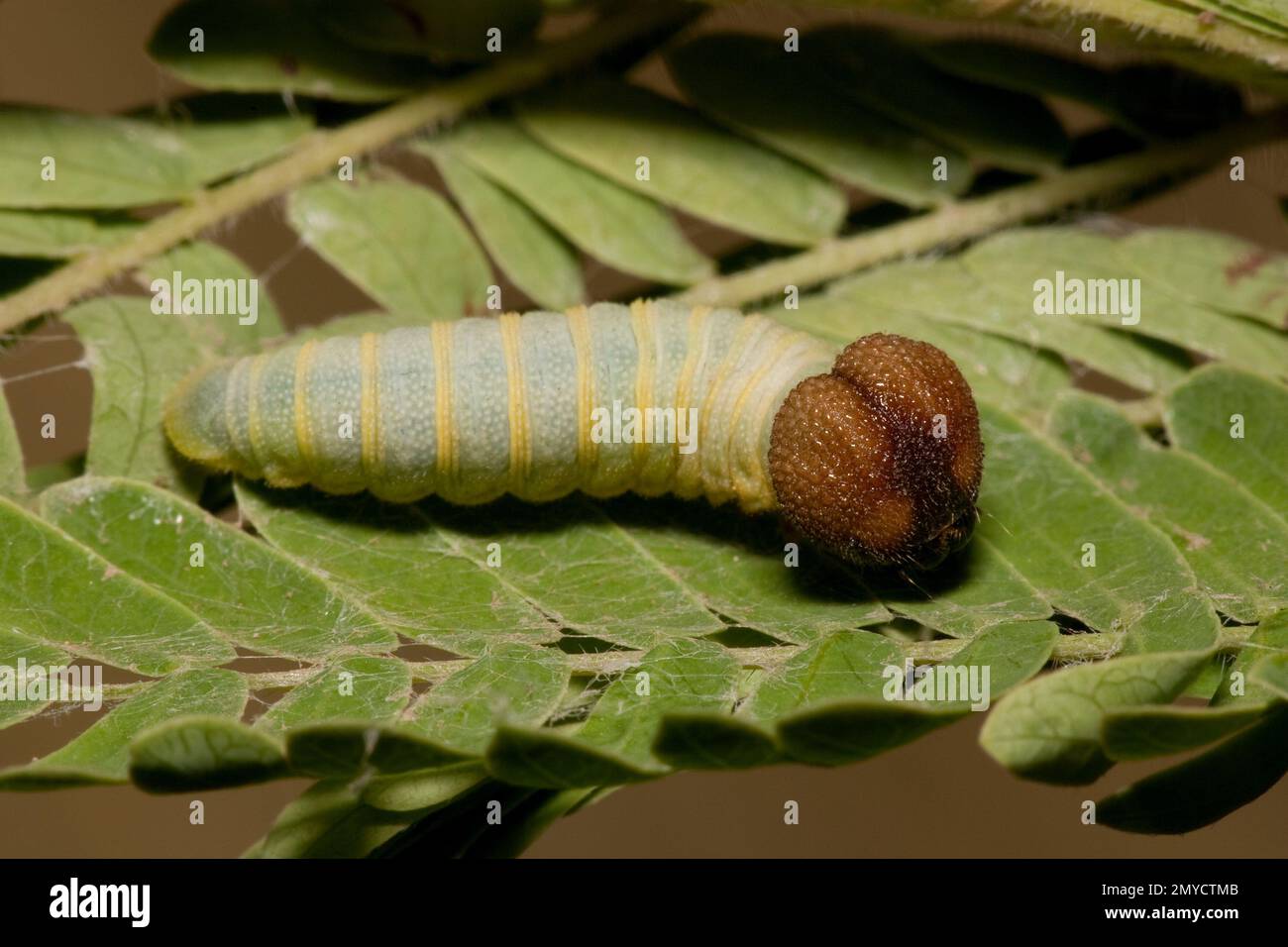 Acacia Skipper Butterfly larva, Cogia hippalus, Hesperiidae. Feeding on ...
