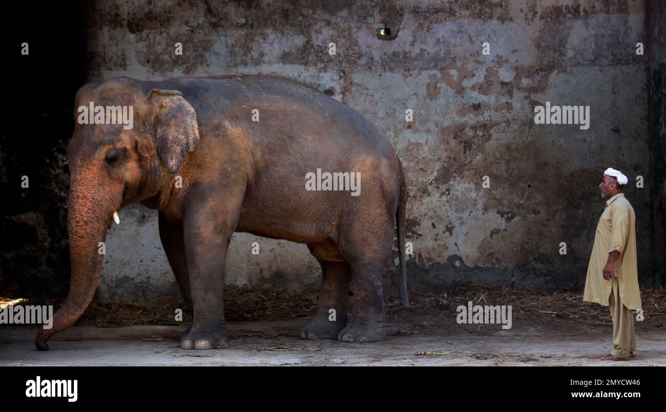 In this Tuesday, May 31, 2016, Pakistani caretaker Mohammad Jalal looks ...