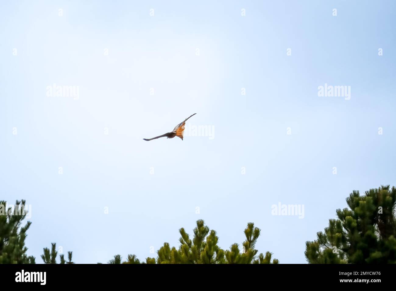 Red kite feather up close hi-res stock photography and images - Alamy
