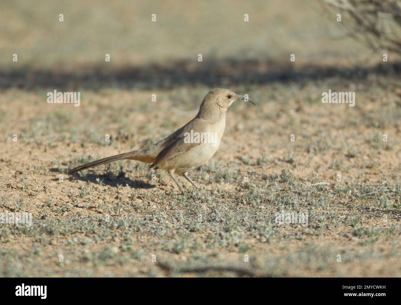 Le Conte's Thrasher, Toxostoma lecontei, on ground Stock Photo - Alamy