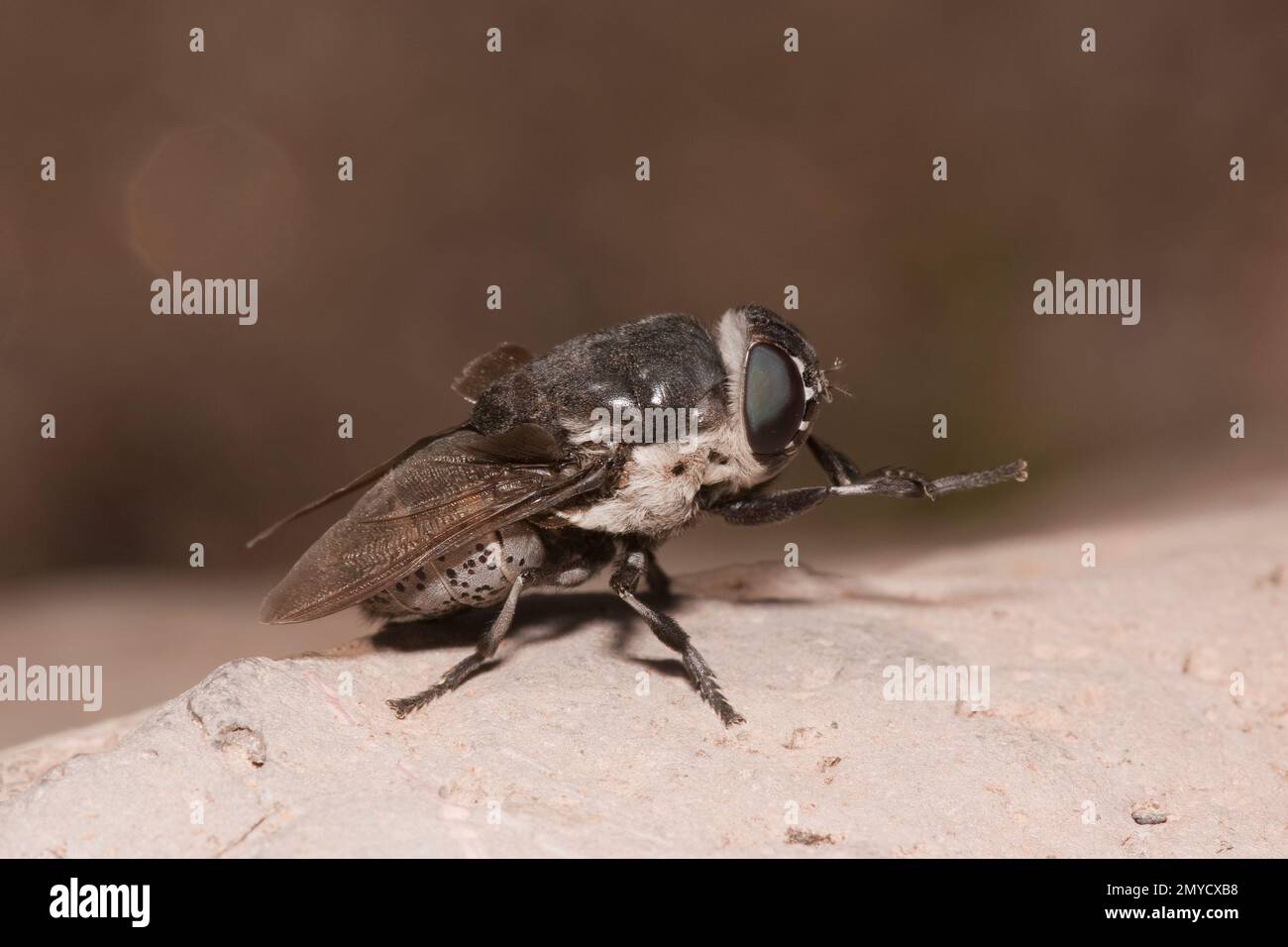 Bot Fly male, Cuterebra austeni, Cuterebridae. Hilltopping at lek Stock ...