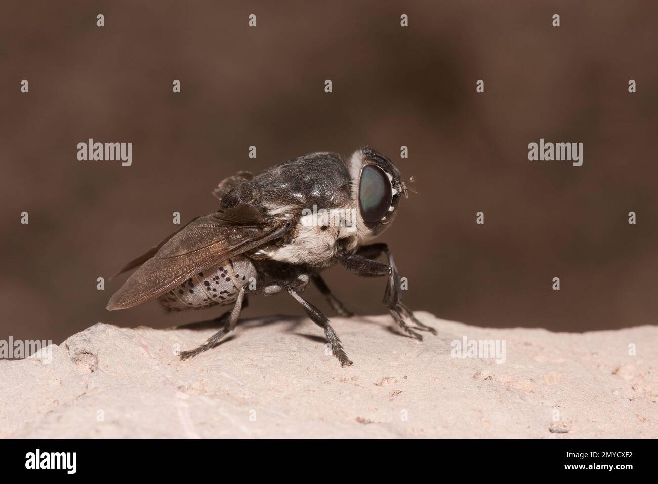 Bot Fly male, Cuterebra austeni, Cuterebridae. Hilltopping at lek Stock ...