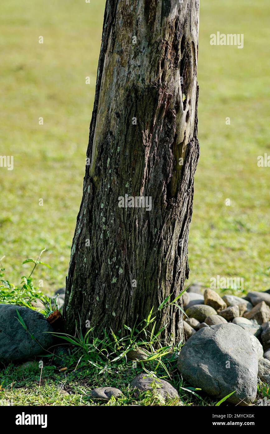 A vertical shot of a tree's trunk surrounded by stones in grassland ...