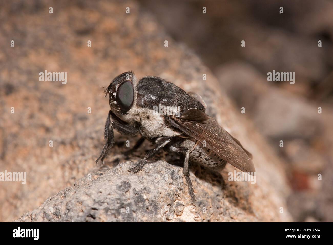 Bot Fly male, Cuterebra austeni, Cuterebridae. Hilltopping at lek Stock ...