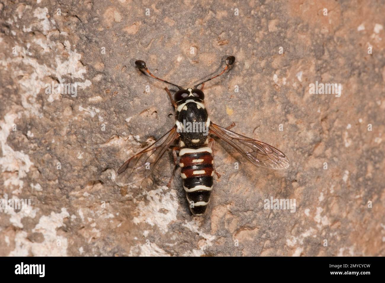 Pollen wasp masarinae hi-res stock photography and images - Alamy