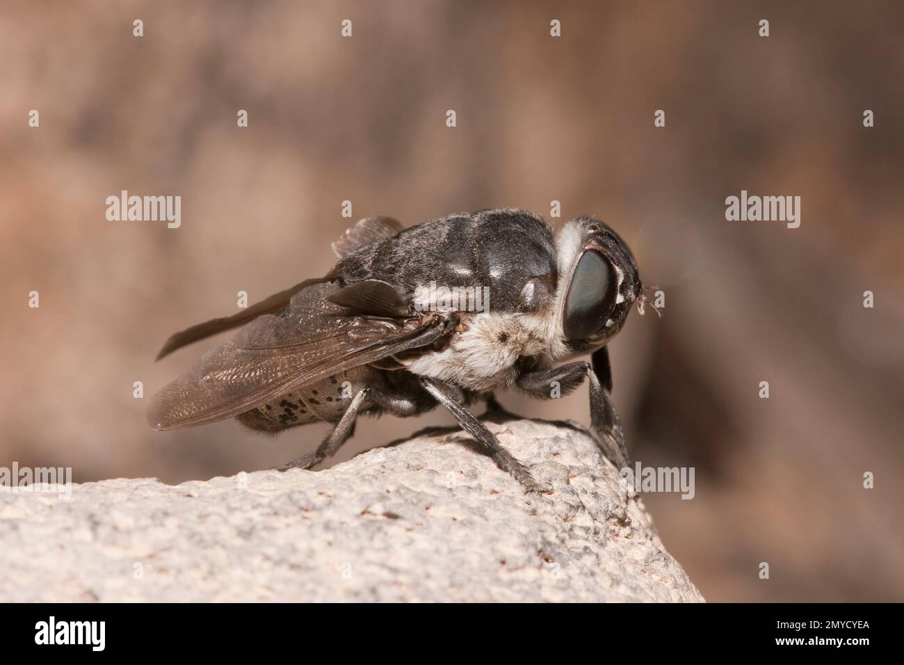 Bot Fly male, Cuterebra austeni, Cuterebridae. Hilltopping at lek Stock ...