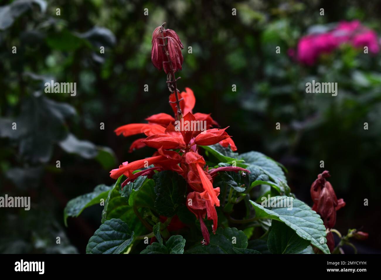 Diviners hi-res stock photography and images - Alamy