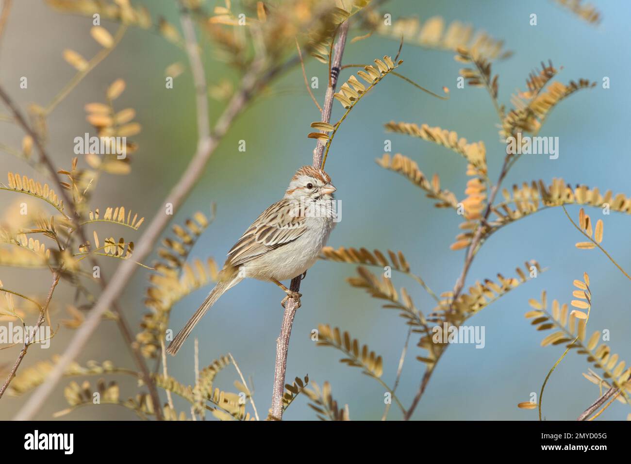 Rufous winged sparrow peucaea carpalis hi-res stock photography and ...