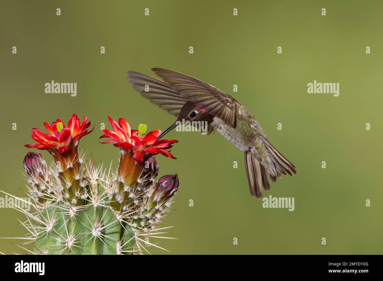 Anna's Hummingbird male, Calypte anna, feeding at cactus flower ...