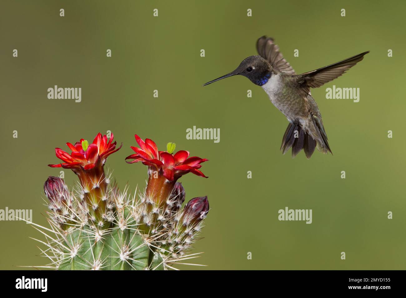 Black-chinned Hummingbird male, Archilochus alexandri, feeding at ...