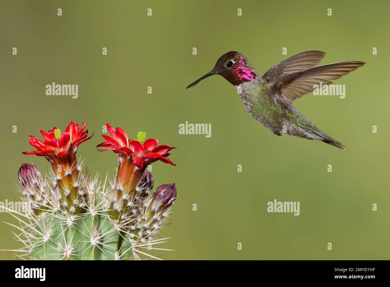 Anna's Hummingbird male, Calypte anna, feeding at cactus flower ...
