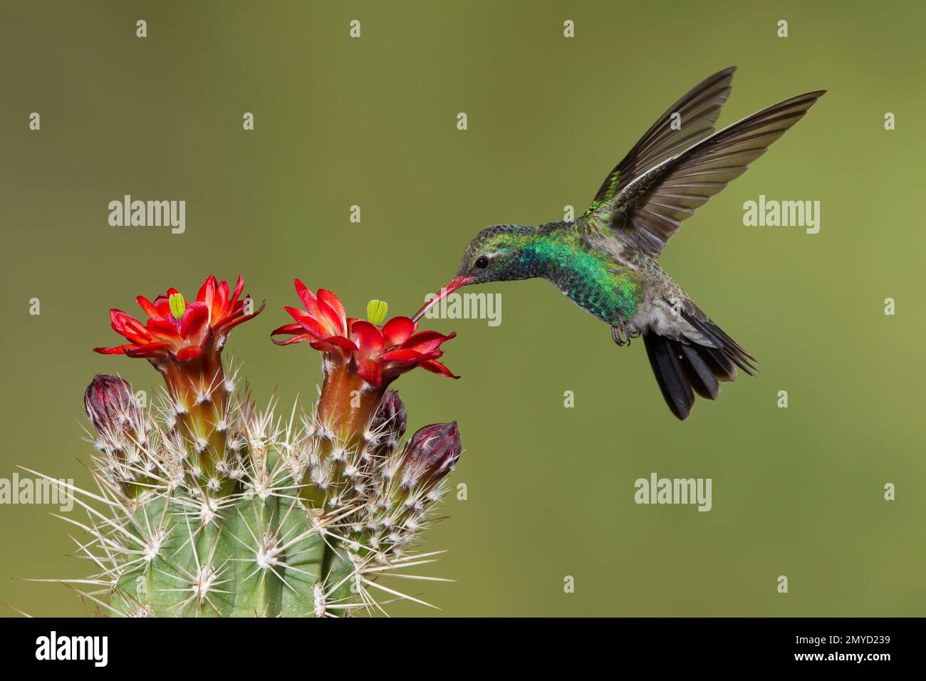 Broad-billed Hummingbird male, Cynanthus latirostris, feeding at cactus ...