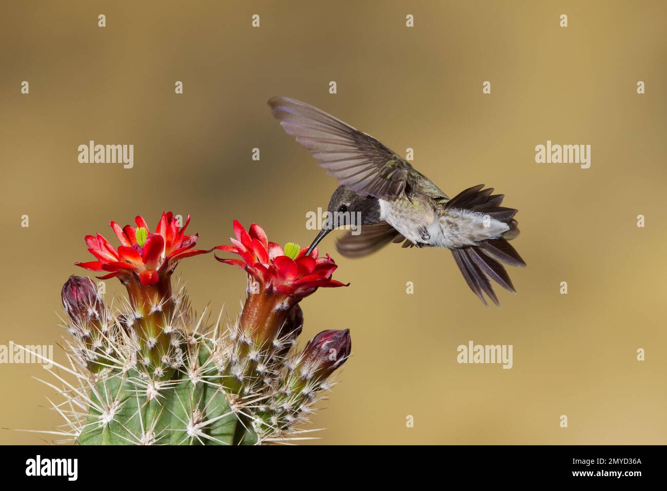 Black-chinned Hummingbird male, Archilochus alexandri, feeding at ...