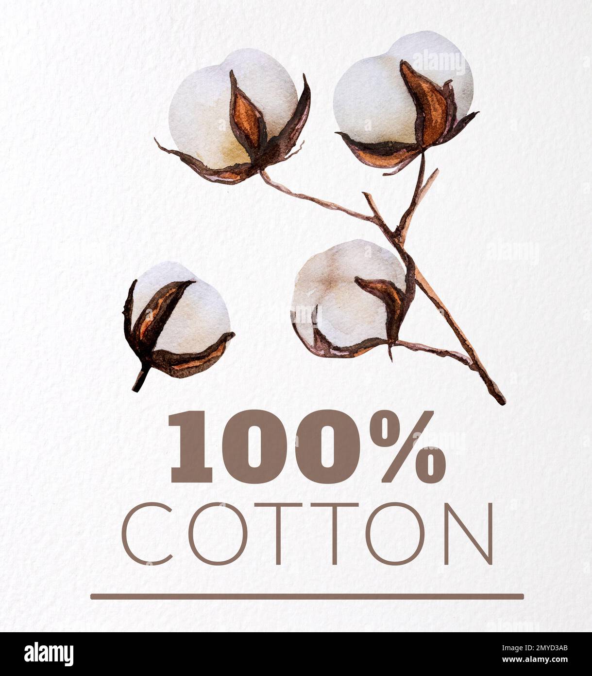 Cotton bud flowers watercolor drawings Stock Photo - Alamy