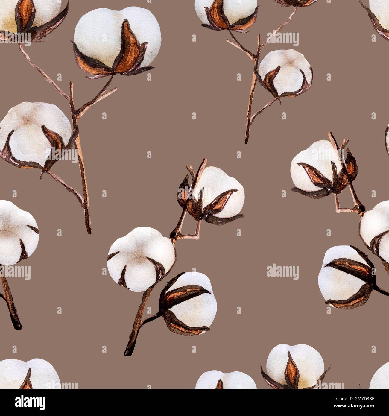 Cotton bud flowers watercolor drawings Stock Photo - Alamy