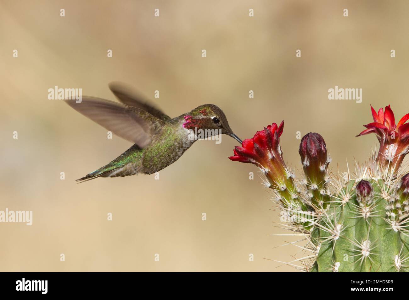 Anna's Hummingbird male, Calypte anna, feeding at cactus flower ...