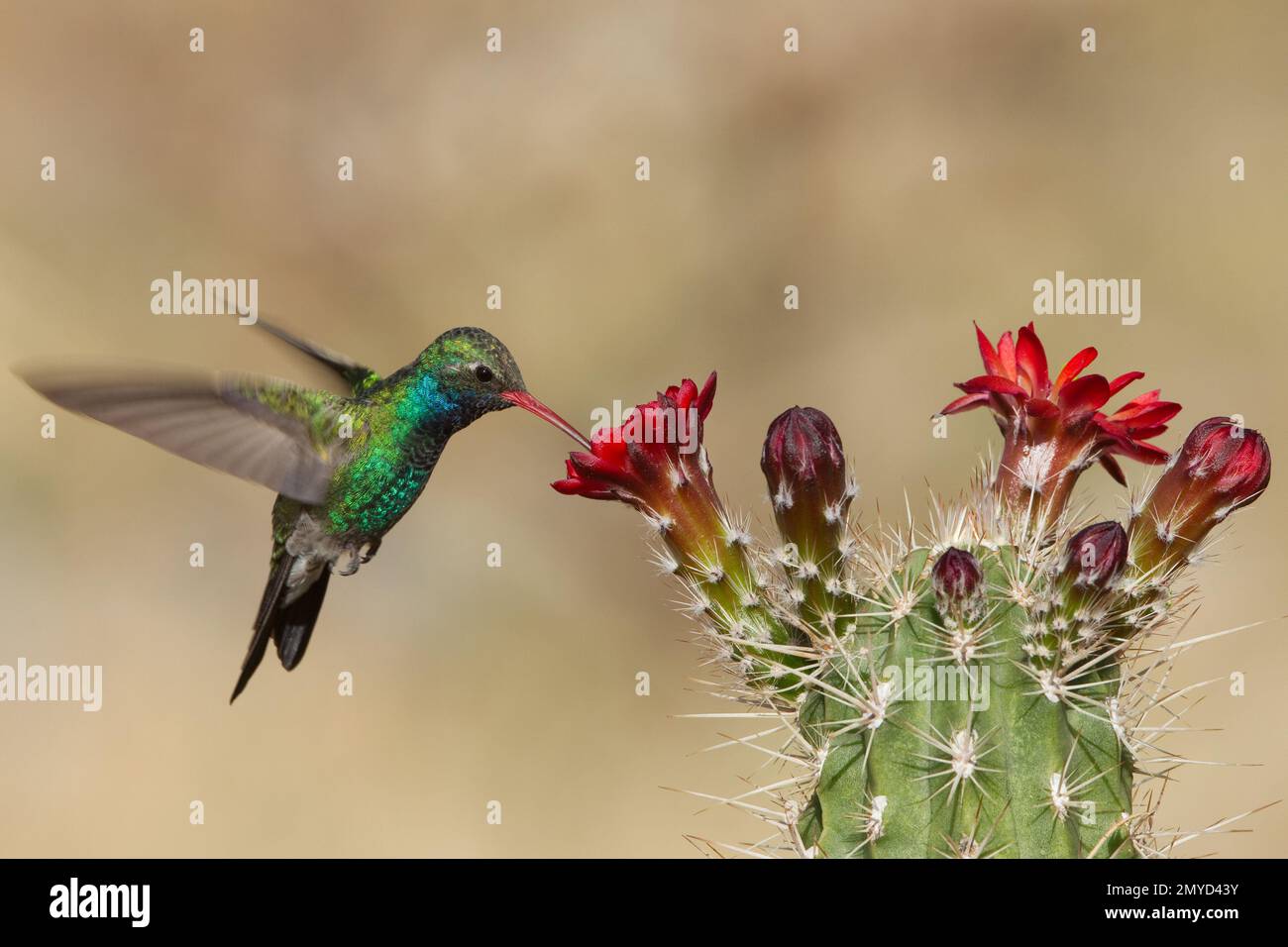 Broad-billed Hummingbird male, Cynanthus latirostris, feeding at cactus ...