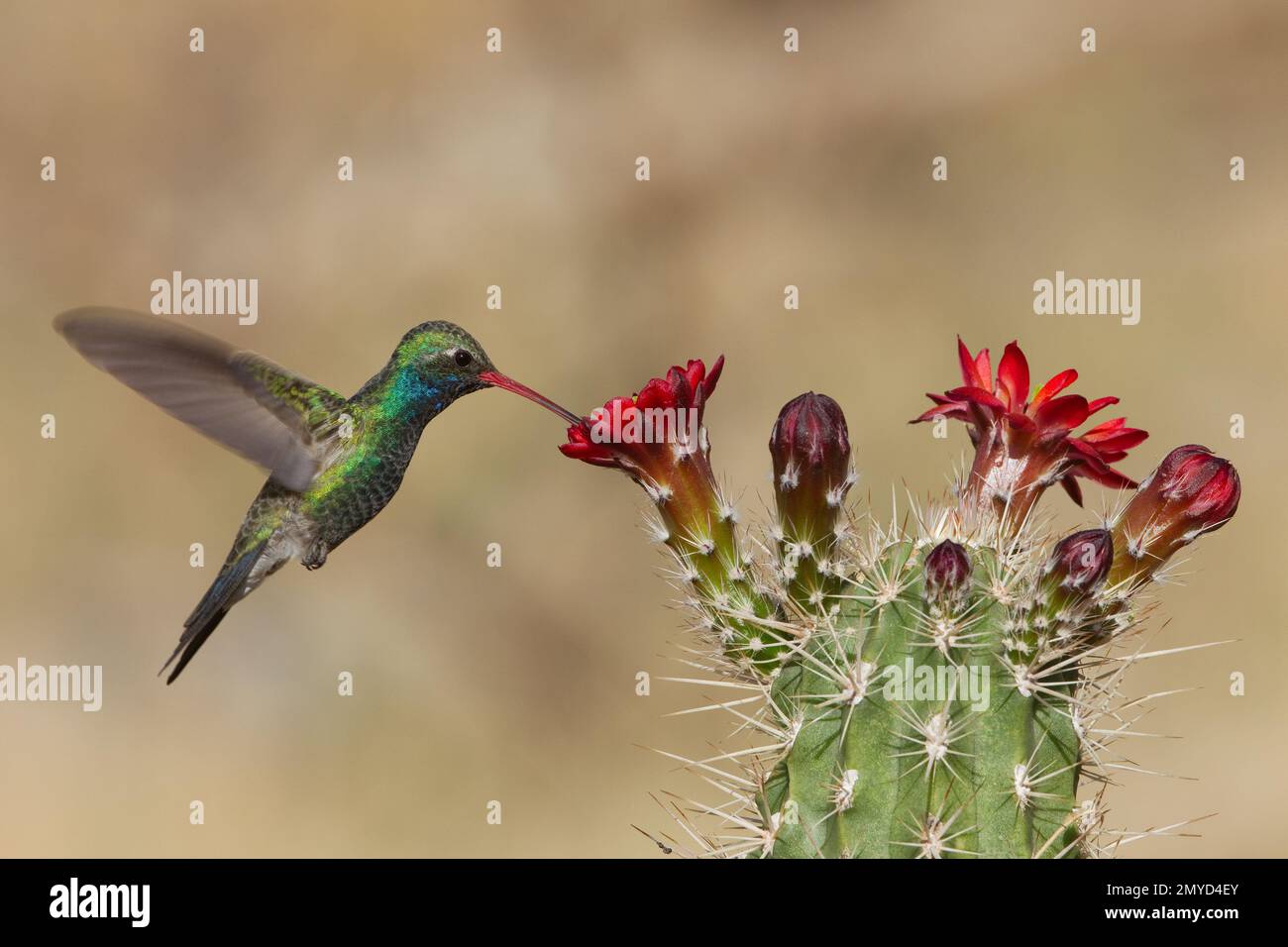 Broad-billed Hummingbird male, Cynanthus latirostris, feeding at cactus ...